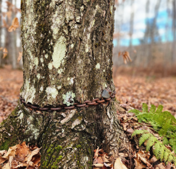 Treasure Story #1: Search for There's Treasure Inside's Appalachian ...