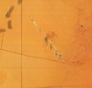 Appalachian Footpath Box Map Clues - Mysterious Writings